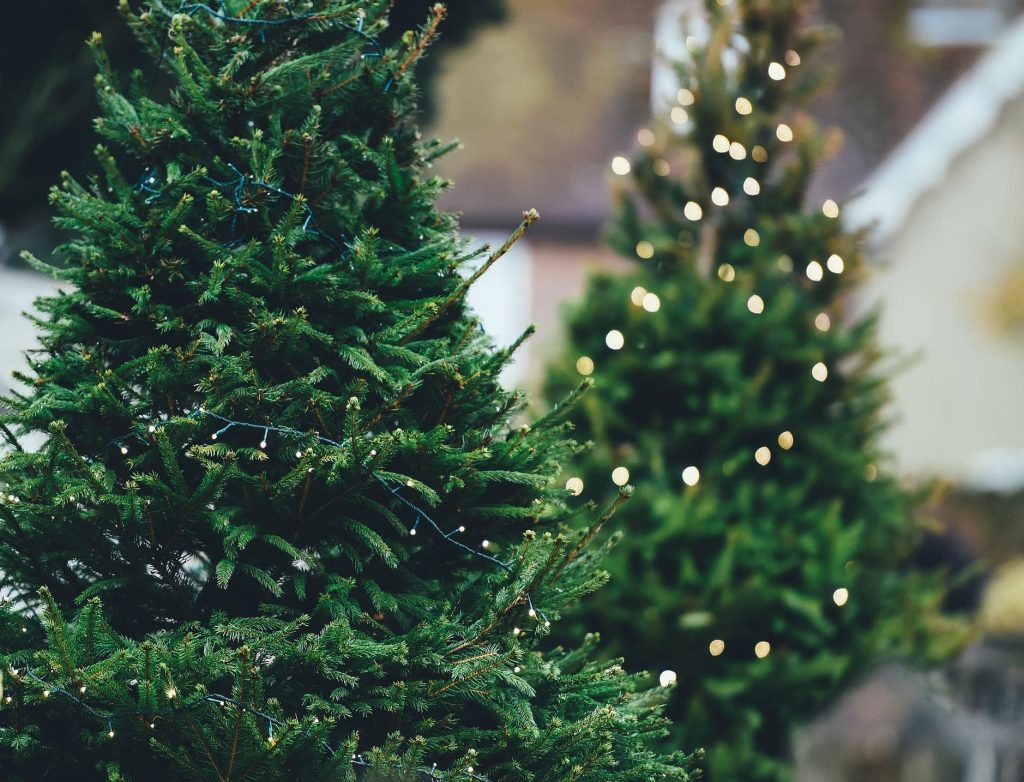 How to choose the best Christmas tree - Christmas.co.uk
