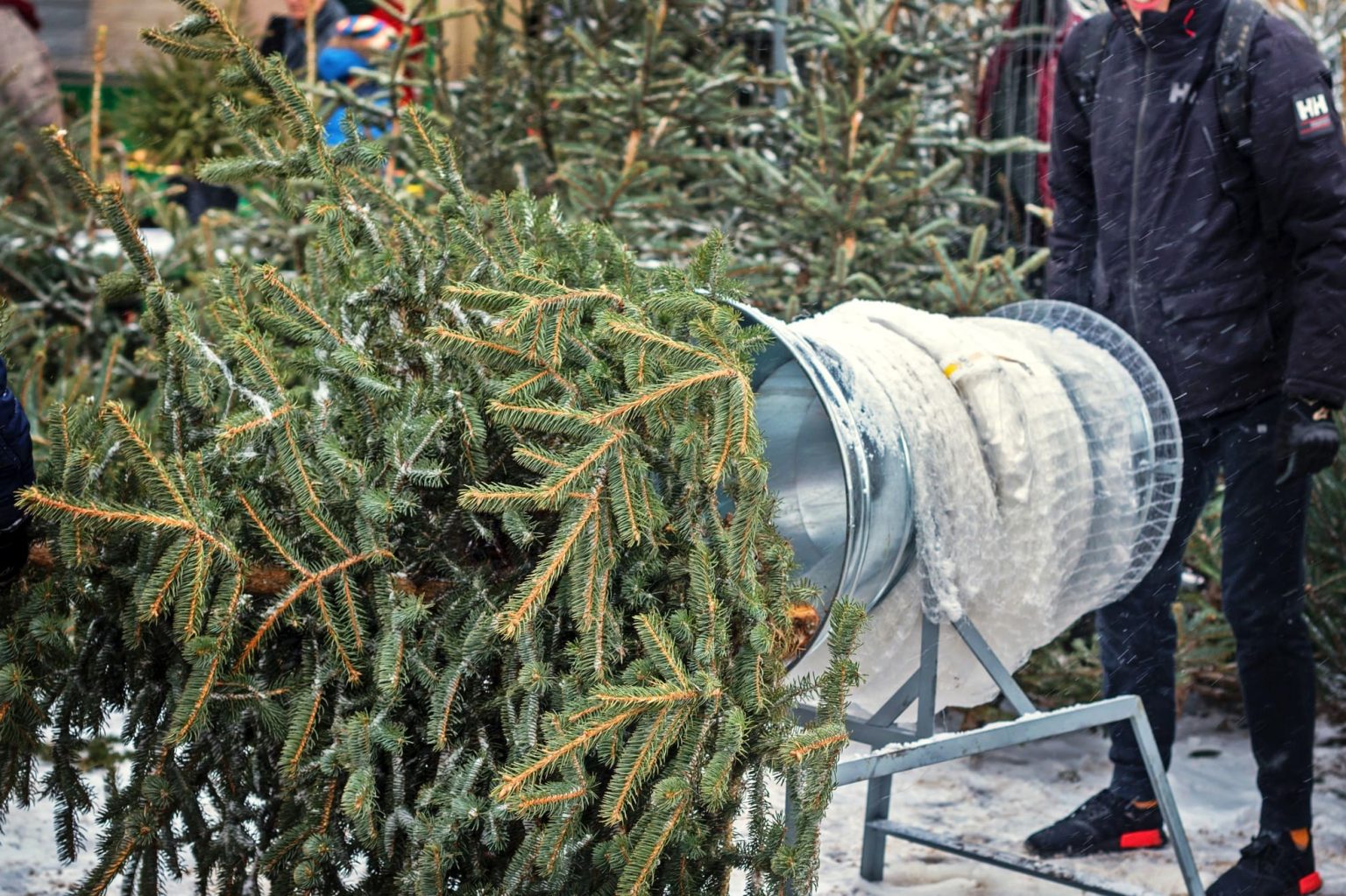 Is renting a real Christmas tree cheaper than buying one? - Christmas.co.uk